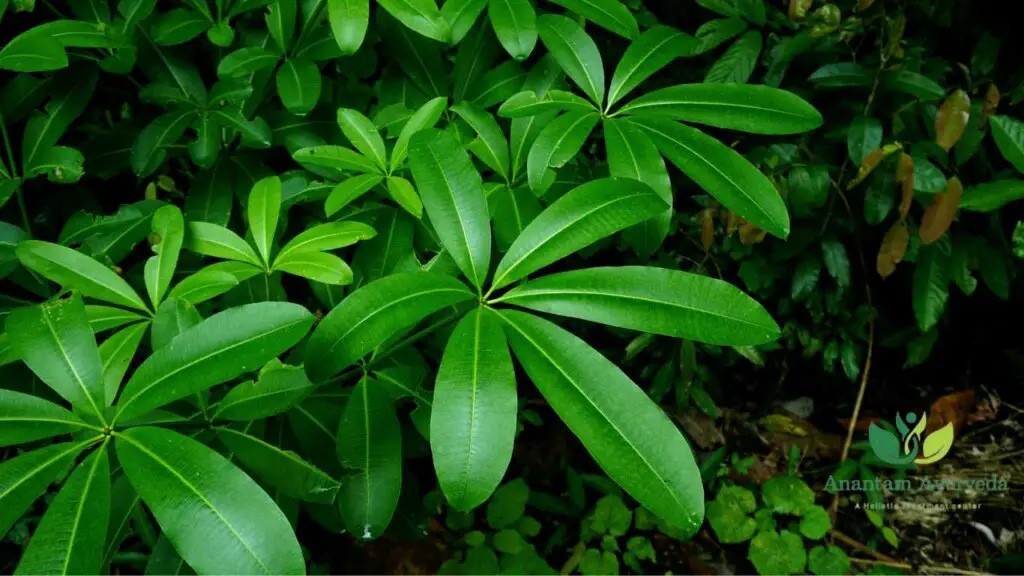 Saptaparni (Alstonia Scholaris): Why It Is Called Devil's Tree ...