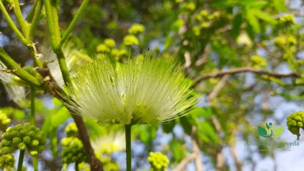 Shirish (Albizia Lebbeck): Qualities, Benefits & How to Use Shirish ...