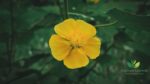 Atibala (Abutilon Indicum): Qualities, Health Benefits & Uses - Anantam ...