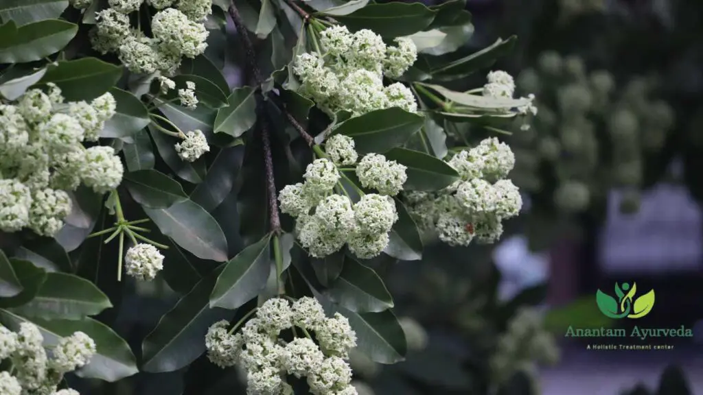 Saptaparni (Alstonia Scholaris): Why It Is Called Devil's Tree ...