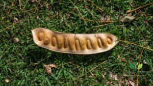 Shirish (Albizia Lebbeck): Qualities, Benefits & How to Use Shirish ...