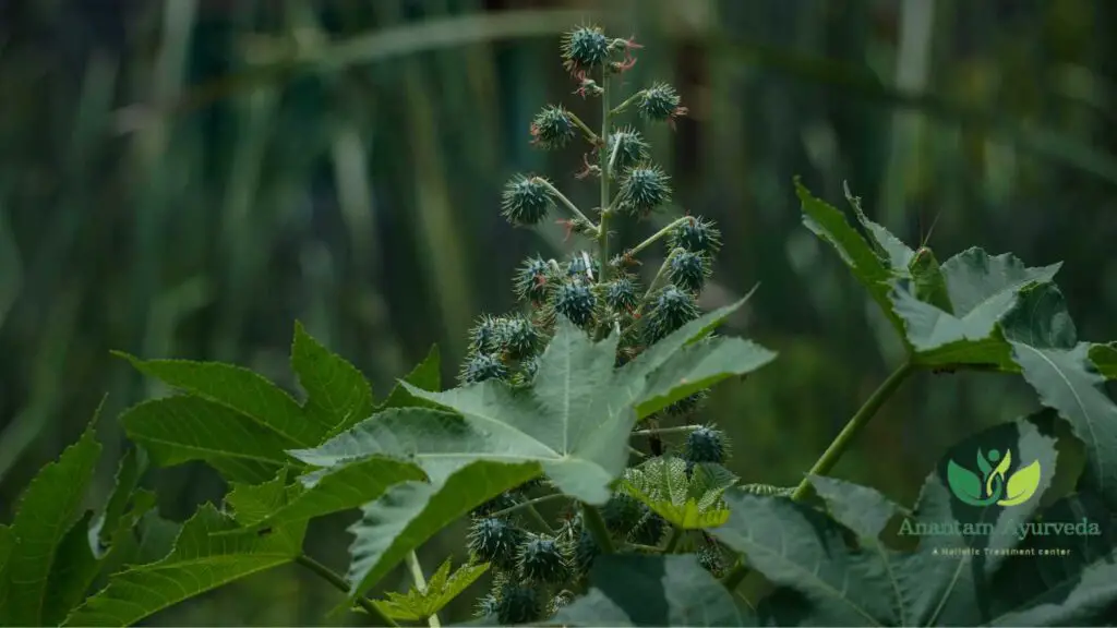 Eranda (Ricinus communis): Qualities, Benefits & Uses - Anantam Ayurveda