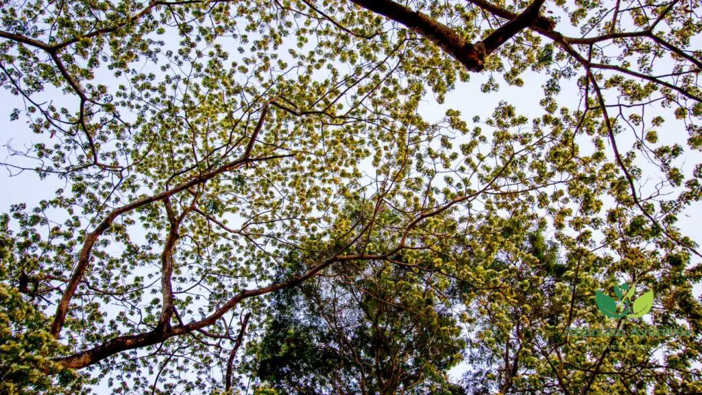 Shirish (Albizia Lebbeck): Qualities, Benefits & How to Use Shirish ...