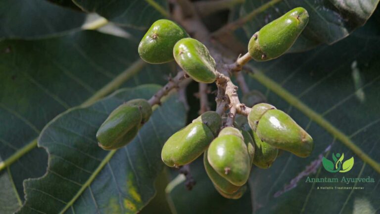 Bhilawa/Bhallataka (Semecarpus anacardium): Benefits & Uses - Anantam ...