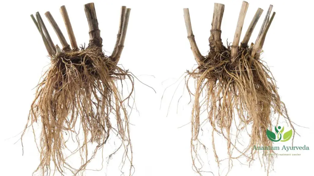 Tagara (Valeriana wallichii): Health Benefits, Is Tagara Addictive ...