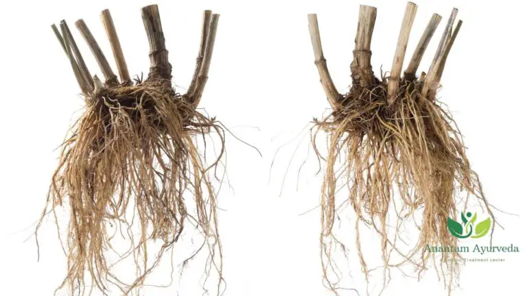 Tagara (Valeriana wallichii): Health Benefits, Is Tagara Addictive ...