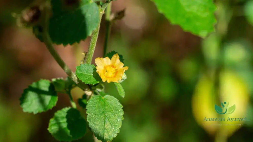Bala (Sida Cordifolia): Useful Parts, Health Benefits & Uses - Anantam ...