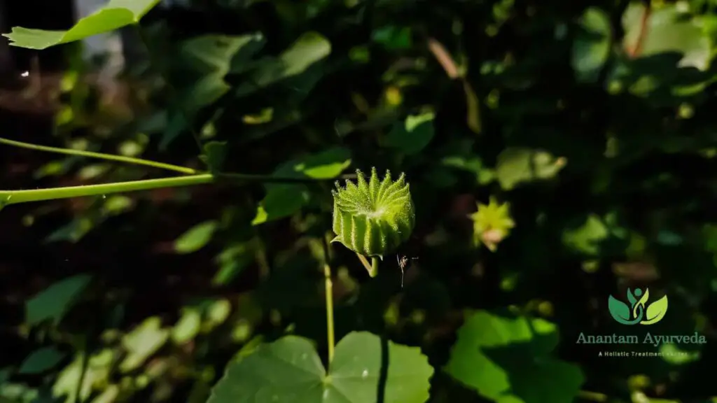 Atibala (Abutilon Indicum): Qualities, Health Benefits & Uses - Anantam ...