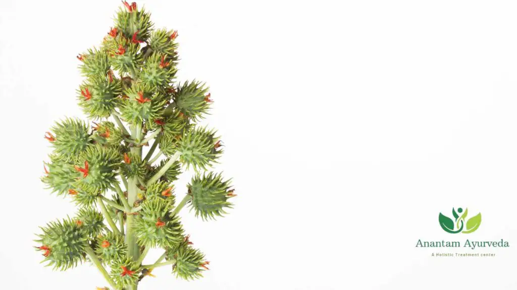 Eranda (Ricinus communis): Qualities, Benefits & Uses - Anantam Ayurveda