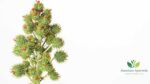 Eranda (Ricinus communis): Qualities, Benefits & Uses - Anantam Ayurveda