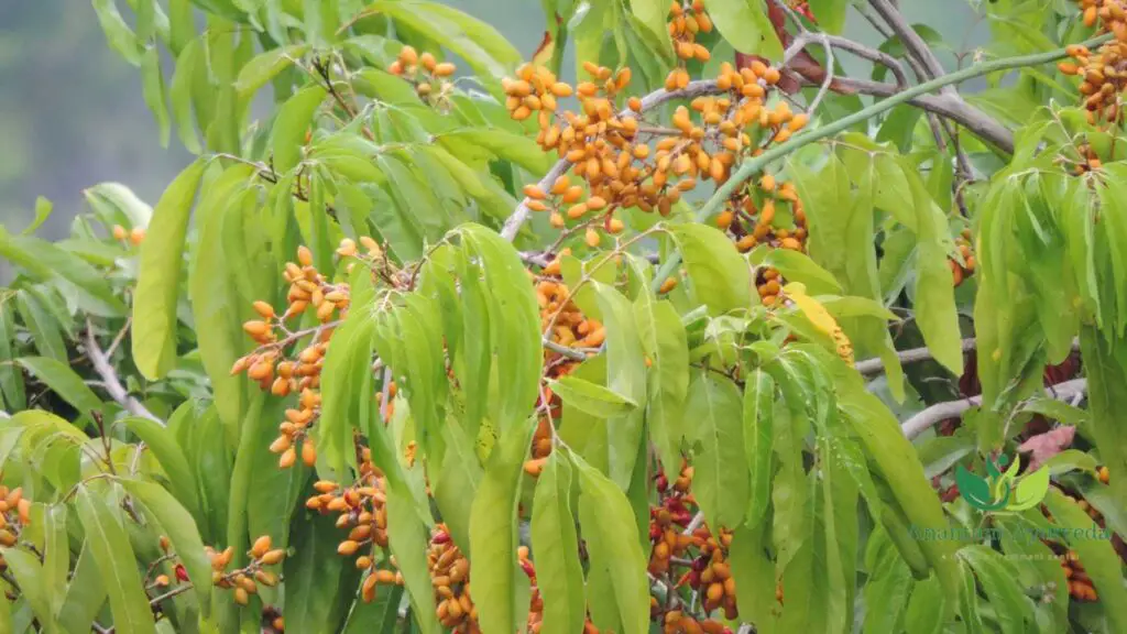 Jyotishmati (Celastrus paniculatus): Jyotishmati for Brain & Memory ...