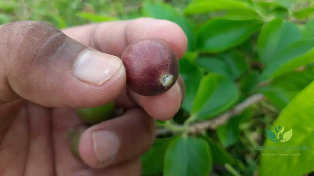 Ankol (Alangium salvifolium): What is Ankol oil used for? - Anantam ...