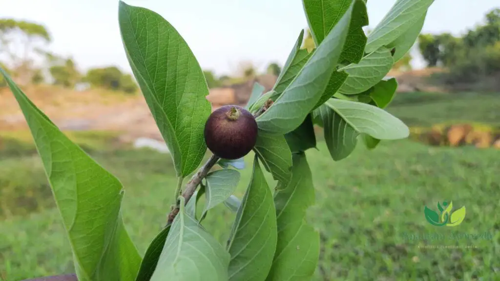 Ankol (Alangium salvifolium): What is Ankol oil used for? - Anantam ...