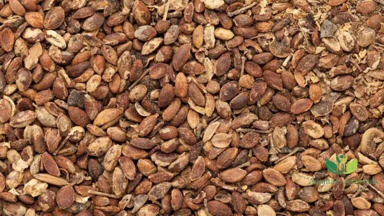 Jyotishmati (Celastrus paniculatus): Jyotishmati for Brain & Memory ...