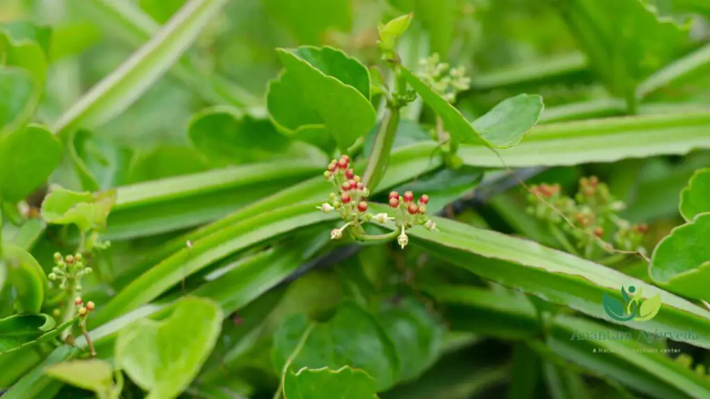 Hadjod (Cissus Quadrangularis): Health Benefits & How to Use - Anantam ...