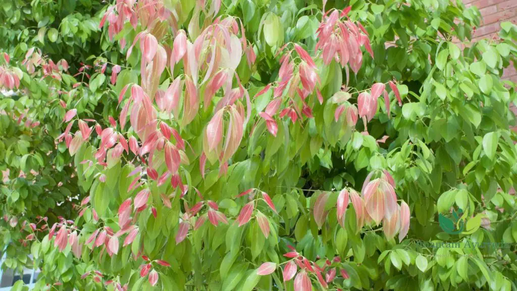 Tej Patta (Cinnamomum Tamala): Is Tej Patta Good for Health? - Anantam ...