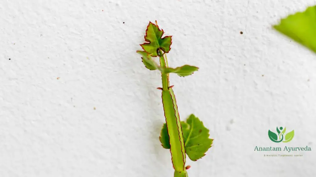 Hadjod (Cissus Quadrangularis): Health Benefits & How to Use - Anantam ...