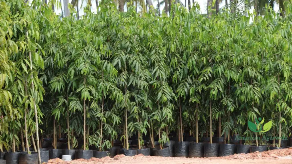 Ashoka Tree (Saraca asoca): Ashoka Tree Uses - Anantam Ayurveda