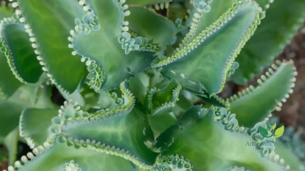 Patharchatta : Pashanbhed and Patharchatta Difference - Anantam Ayurveda