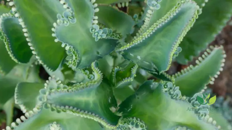 Patharchatta : Pashanbhed and Patharchatta Difference - Anantam Ayurveda