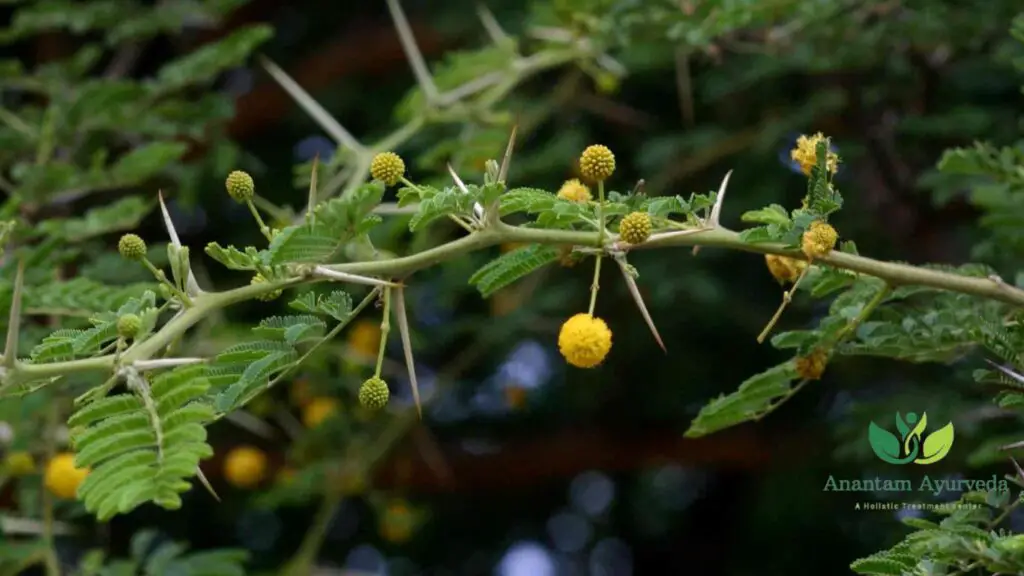 Babool (Vachellia nilotica): Babool Tree Benefits - Anantam Ayurveda