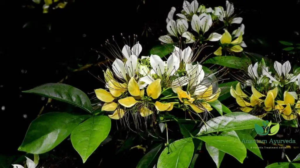 Varuna (Crataeva nurvala): Varuna Benefits - Anantam Ayurveda