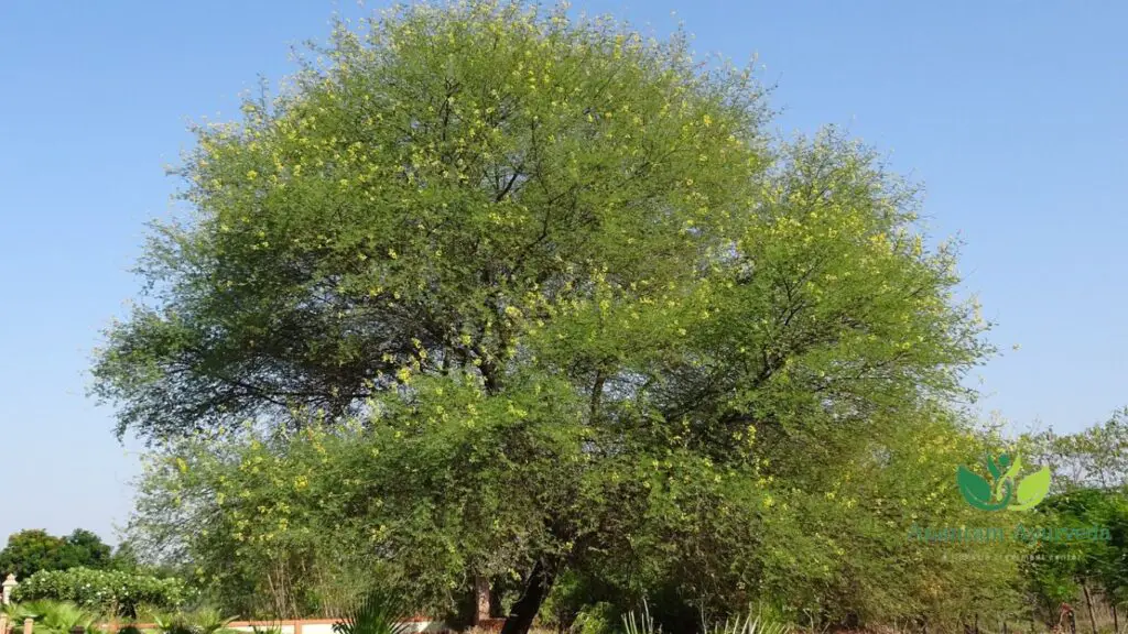 Babool (Vachellia nilotica): Babool Tree Benefits - Anantam Ayurveda
