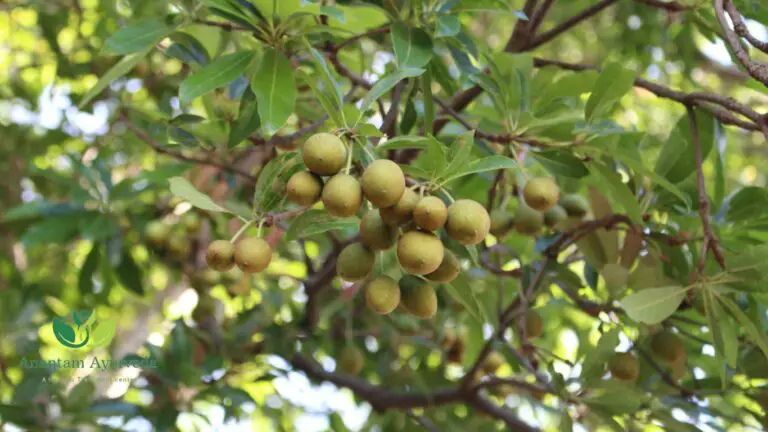 Madhuca (Madhuca longifolia): Mahua Tree Benefits - Anantam Ayurveda