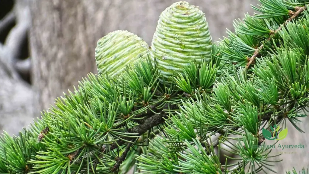 Devdaru (Cedrus Deodara) : Benefits, Uses & Healing Power - Anantam ...
