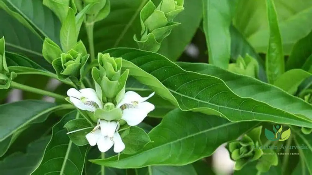 Vasaka (Adhatoda vasica): Vasaka Syrup Uses - Anantam Ayurveda