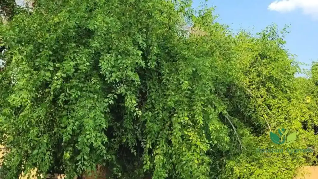 Miswak (Salvadora Persica): Toothbrush Tree for Oral Health - Anantam ...