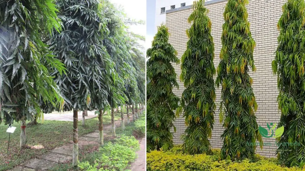 Ashoka Tree (Saraca asoca): Ashoka Tree Uses - Anantam Ayurveda