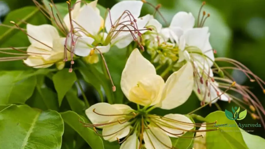 Varuna (Crataeva nurvala): Varuna Benefits - Anantam Ayurveda