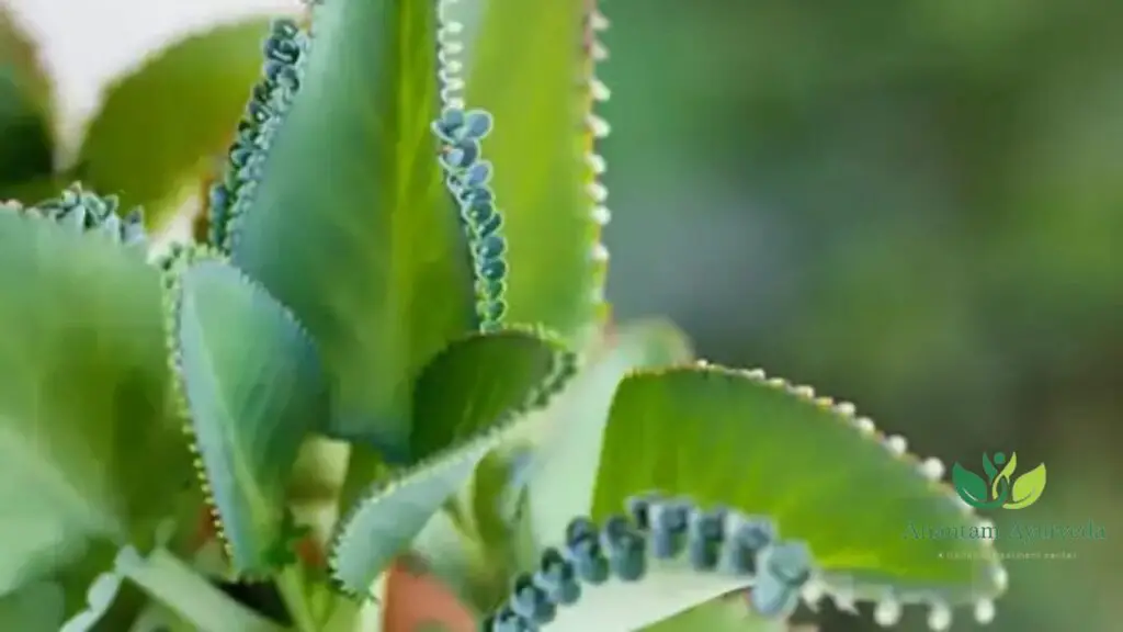 Patharchatta : Pashanbhed and Patharchatta Difference - Anantam Ayurveda