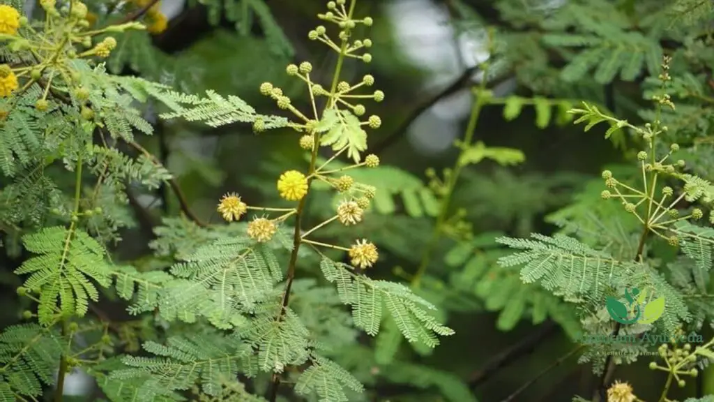 Babool (Vachellia nilotica): Babool Tree Benefits - Anantam Ayurveda