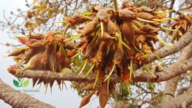 Madhuca (Madhuca longifolia): Mahua Tree Benefits - Anantam Ayurveda