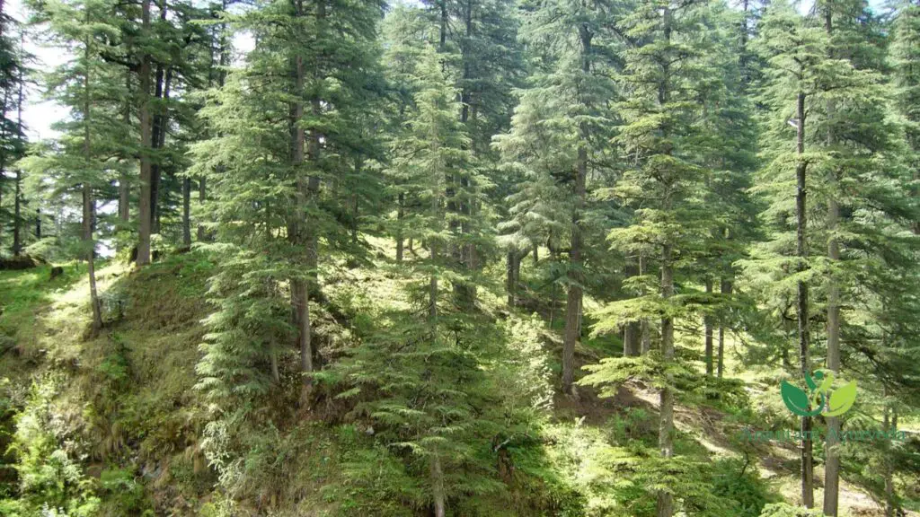 Devdaru (Cedrus Deodara) : Benefits, Uses & Healing Power - Anantam ...