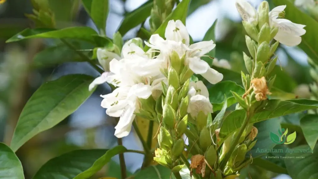 Vasaka (Adhatoda vasica): Vasaka Syrup Uses - Anantam Ayurveda