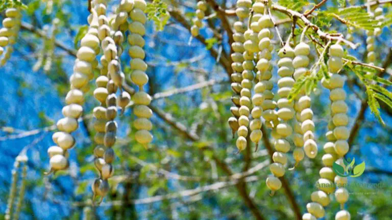 Babool (Vachellia nilotica): Babool Tree Benefits - Anantam Ayurveda