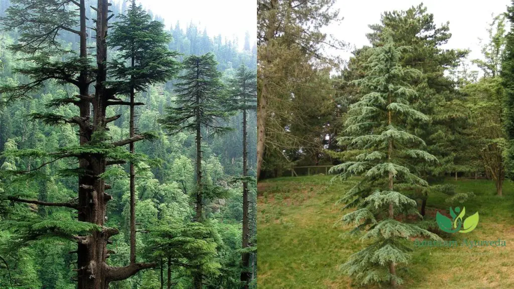 Devdaru (Cedrus Deodara) : Benefits, Uses & Healing Power - Anantam ...