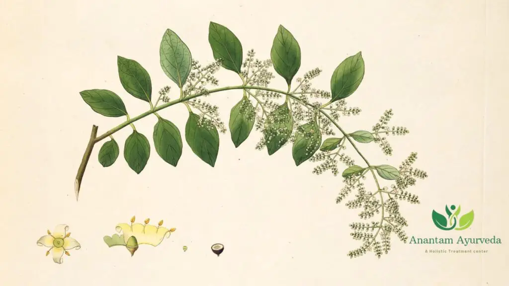 Miswak (Salvadora Persica): Toothbrush Tree for Oral Health - Anantam ...