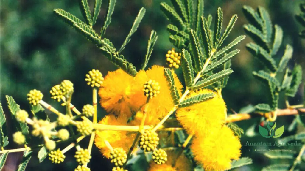 Babool (Vachellia nilotica): Babool Tree Benefits - Anantam Ayurveda