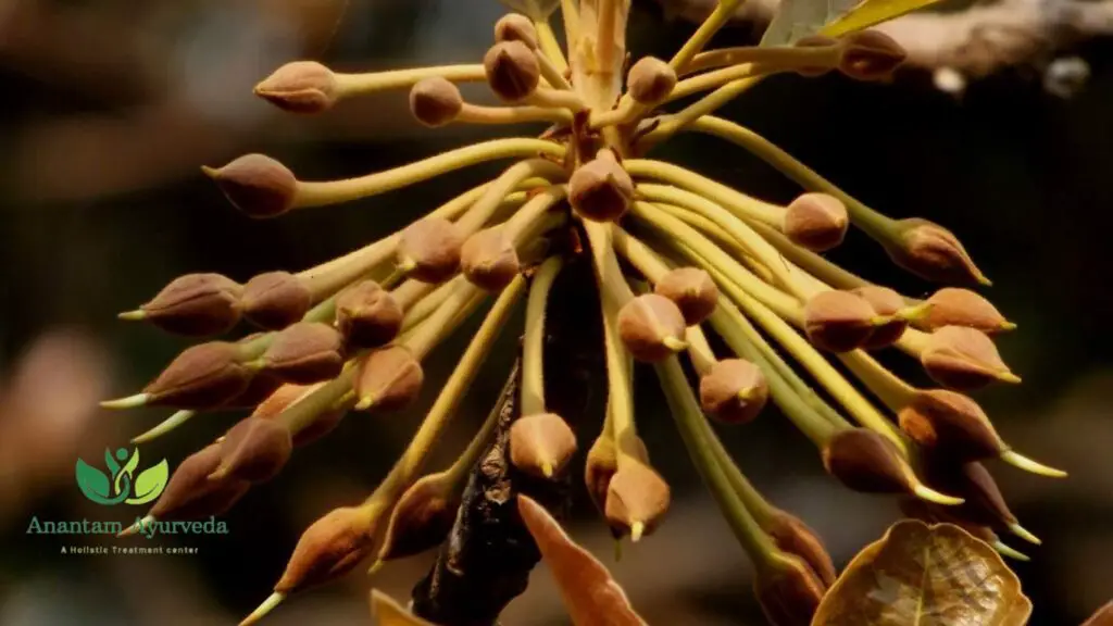 Madhuca (Madhuca longifolia): Mahua Tree Benefits - Anantam Ayurveda