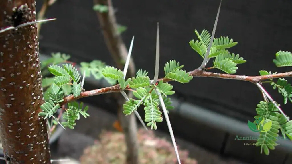 Babool (Vachellia nilotica): Babool Tree Benefits - Anantam Ayurveda