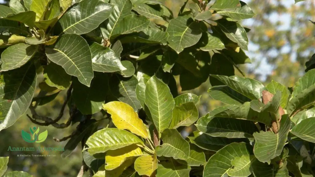 Madhuca (Madhuca longifolia): Mahua Tree Benefits - Anantam Ayurveda