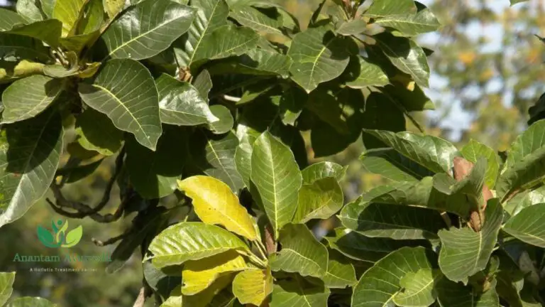 Madhuca (Madhuca longifolia): Mahua Tree Benefits - Anantam Ayurveda