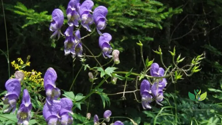 Ativisha (Aconitum Heterophyllum): Ativisha Benefits In Ayurveda ...
