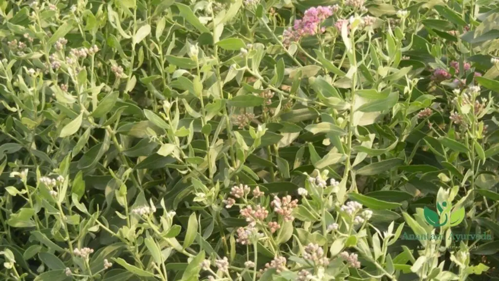 Rasna (Pluchea lanceolata): Rasna Plant Benefits - Anantam Ayurveda
