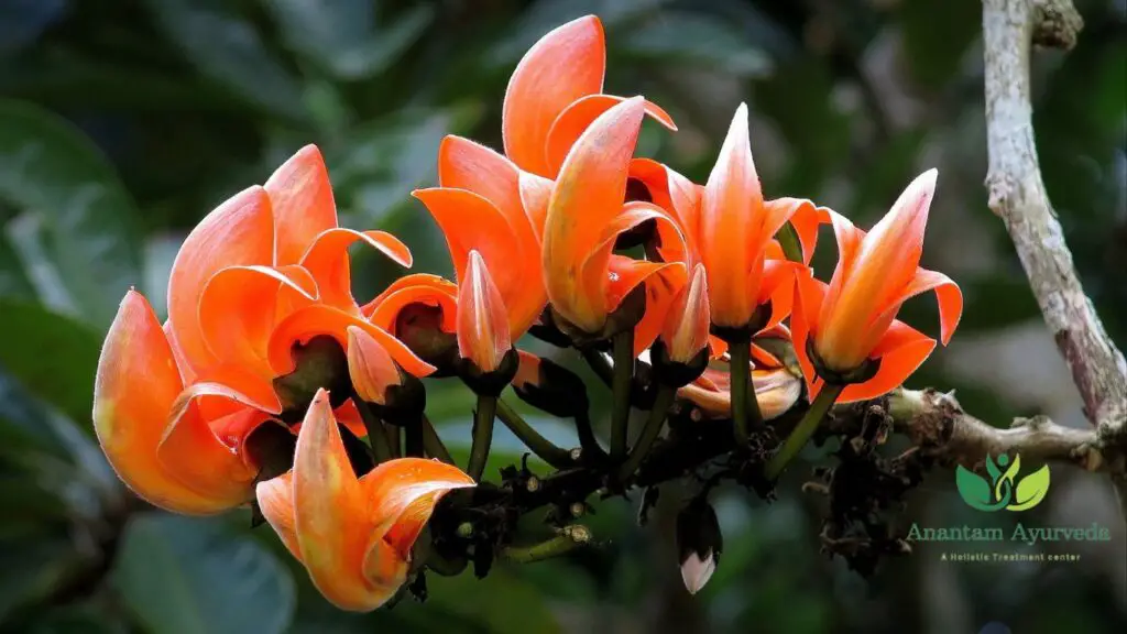 Palash (Butea monosperma): Palash Flower Benefits - Anantam Ayurveda
