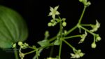 Manjistha (Rubia cordifolia) : Manjistha Benefits For Skin - Anantam ...